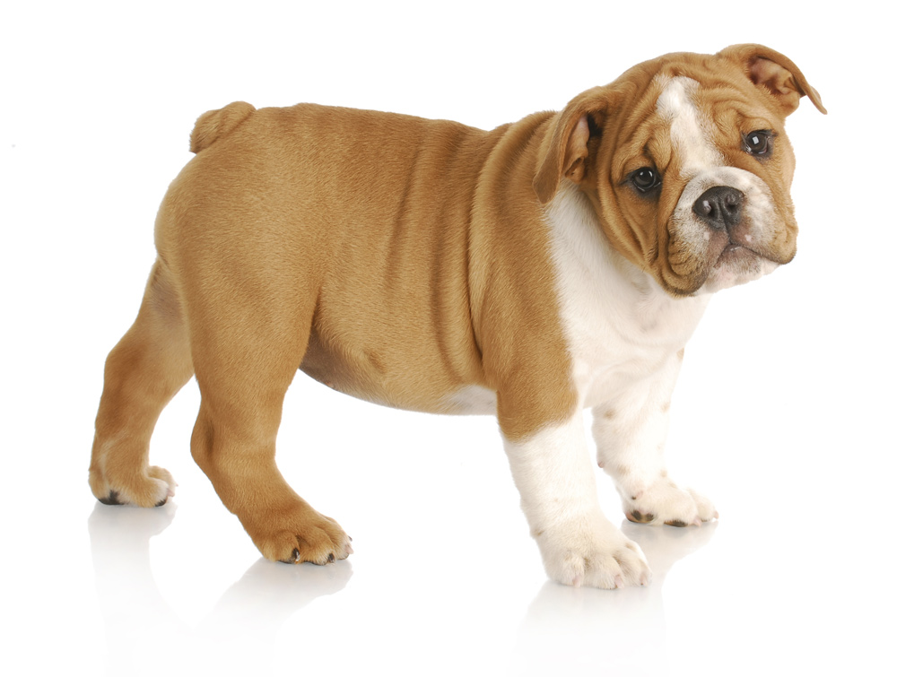 Pet Peeve There Is A Lot Of Talk About Pets In Robyn s Family This Week pet-peeve-there-is-a-lot-of-talk-about-pets-in-robyn-s-family-this-week