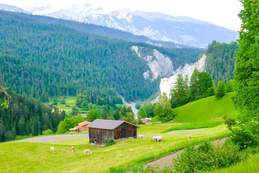 Throwing off the yoke: Swiss farm numbers decline - Le News