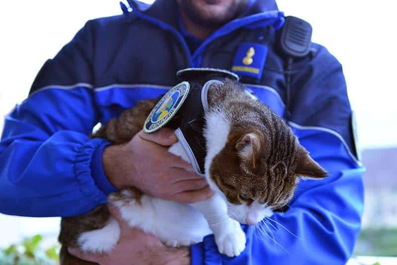 New Swiss police cat