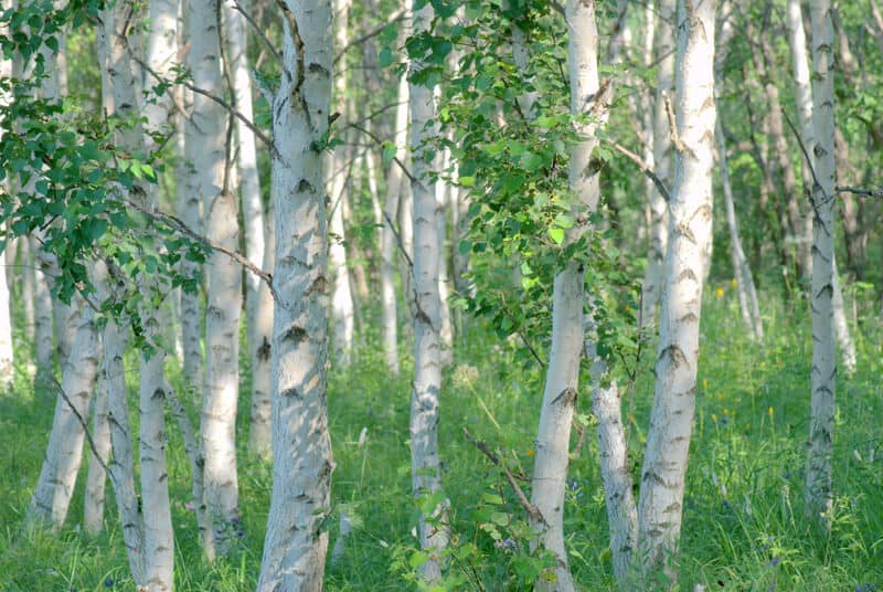 Birch pollen season has started early