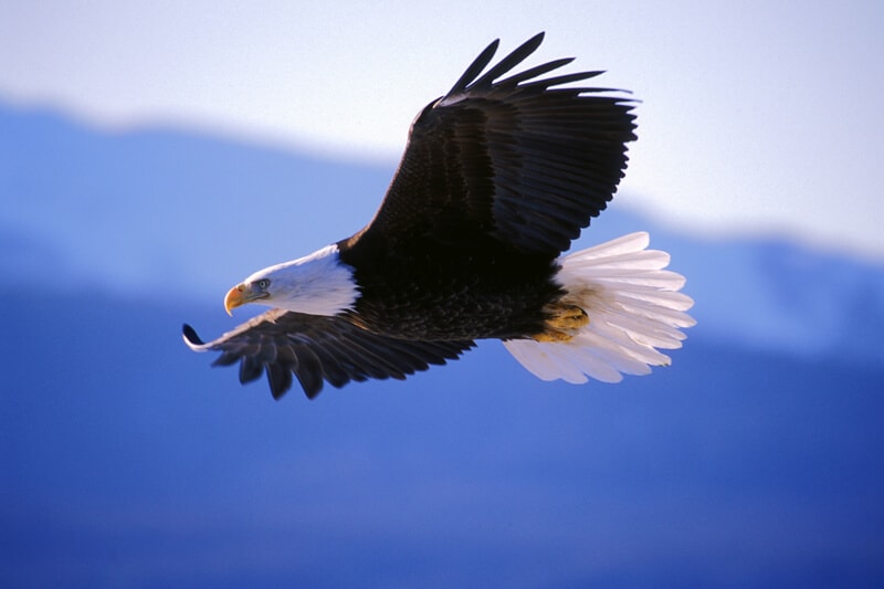 Drone-snatching eagles could grace the skies of Geneva this year