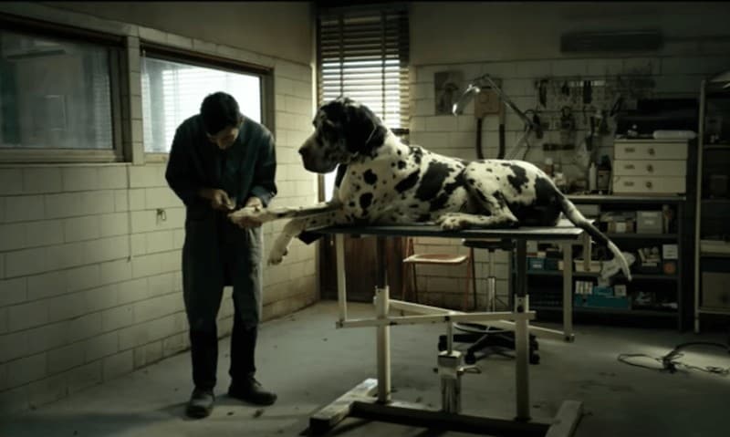 FILM: DOGMAN – from the director of Gomorrah – 4 stars! - Le News