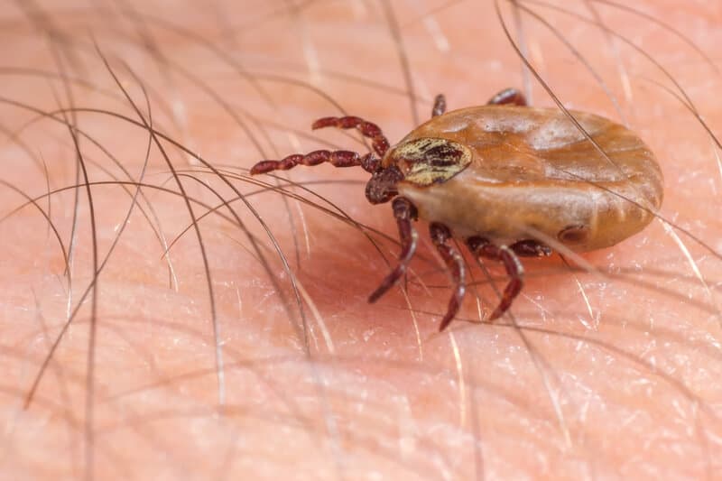 Number of cases of tick-borne encephalitis rises sharply in Switzerland