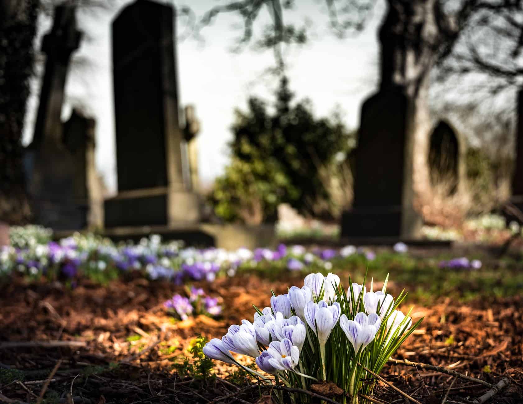 Empty Swiss cemeteries find a new life